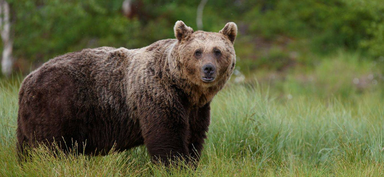 Home | Camperdown Wildlife Centre